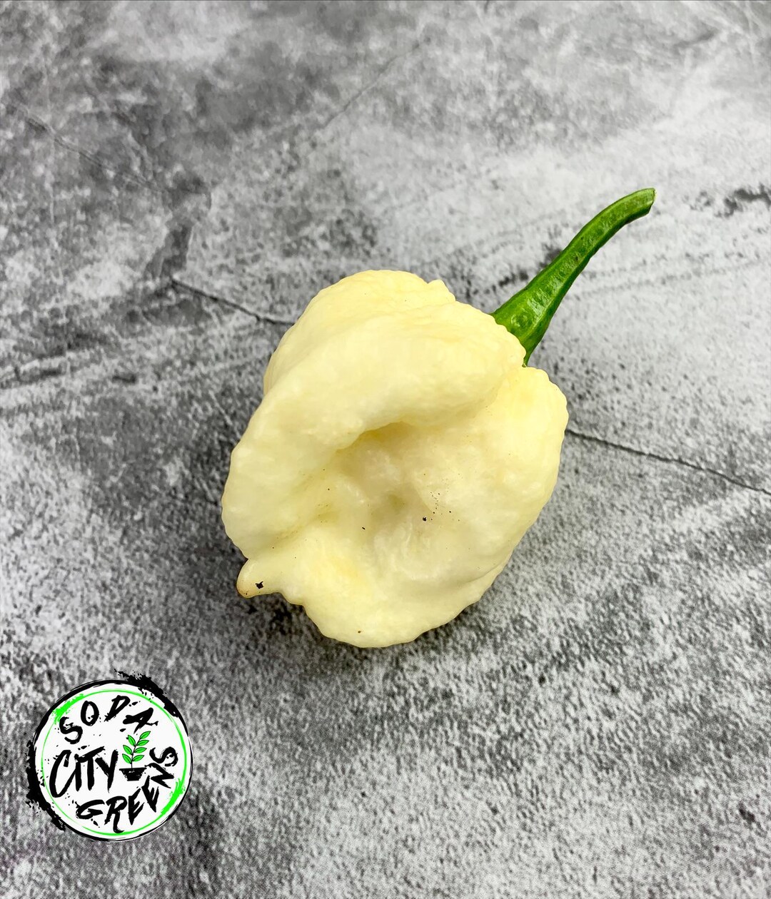 7 Pot White Pepper Seeds - Etsy