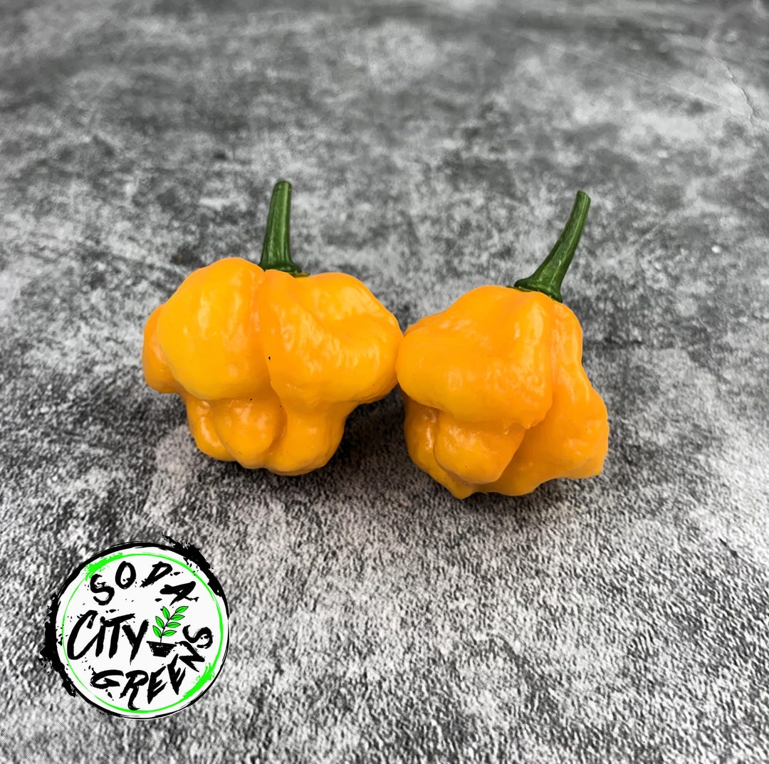 MOA Scotch Bonnet Pepper Seeds - Etsy
