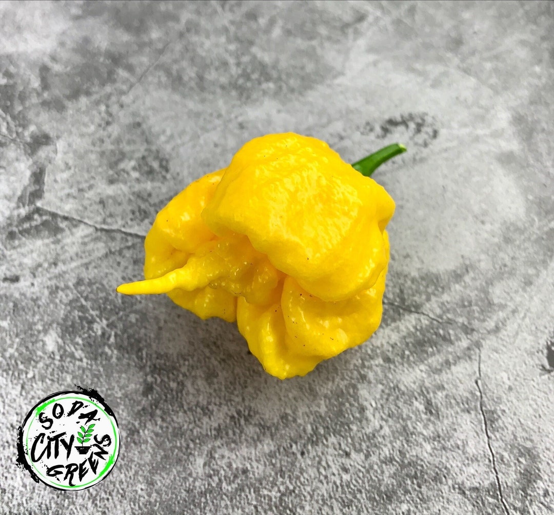 Yellow Carolina Reaper Pepper Seeds 10 - Etsy