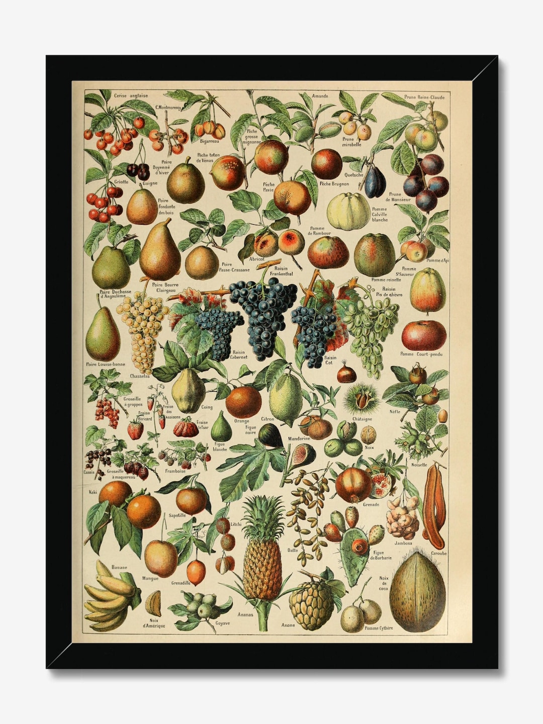 Fruits 3 Adolphe Philippe Millot Flowers Fine Art Print A3 A4 A5 ...