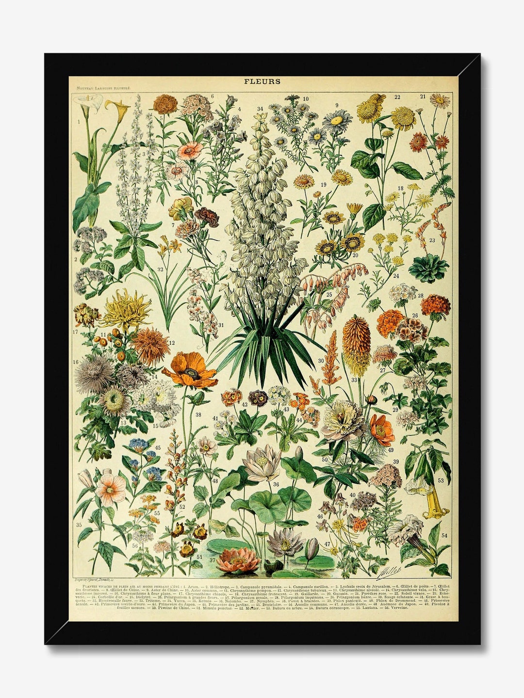 Fleurs 2 Adolphe Philippe Millot Flowers Fine Art Print A3 A4 - Etsy