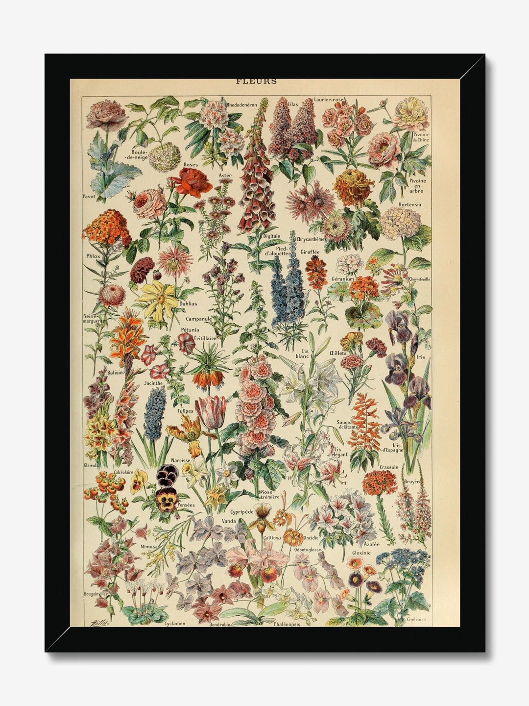 Fleurs 3 Adolphe Philippe Millot Flowers Fine Art Print A3 A4 - Etsy