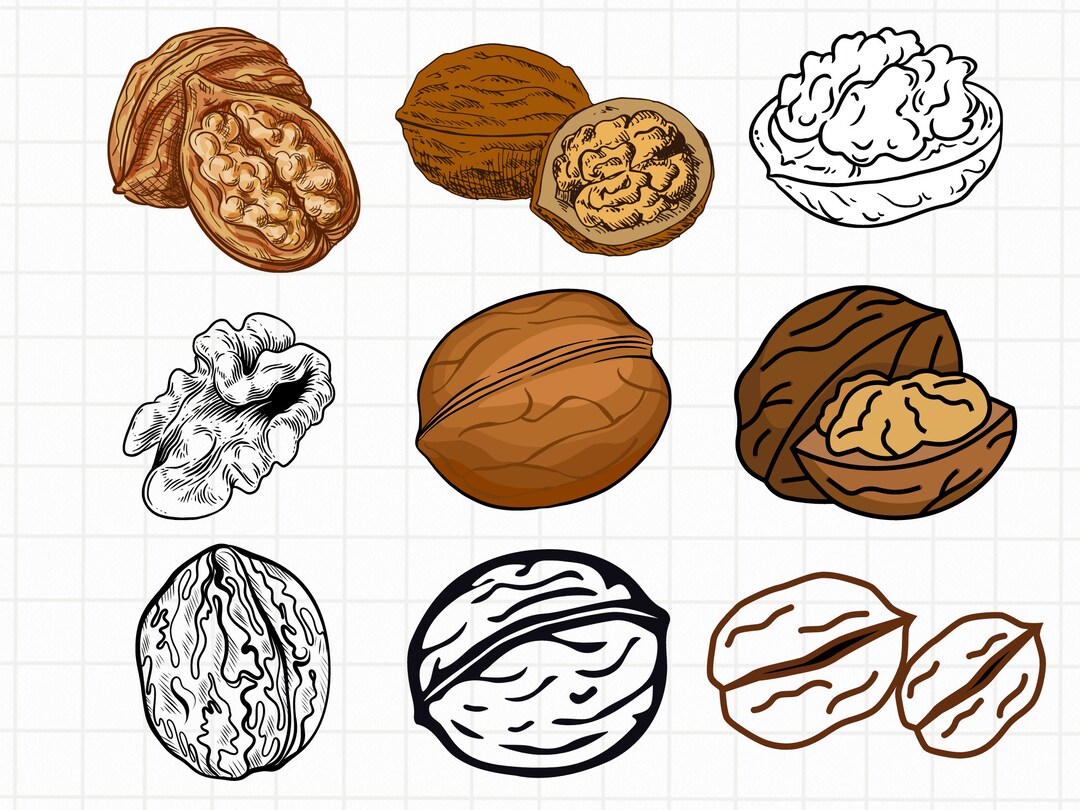 Walnut Nut Svg/food Clipart/walnut Svg/nut Silhouette/walnut Cricut Cut ...