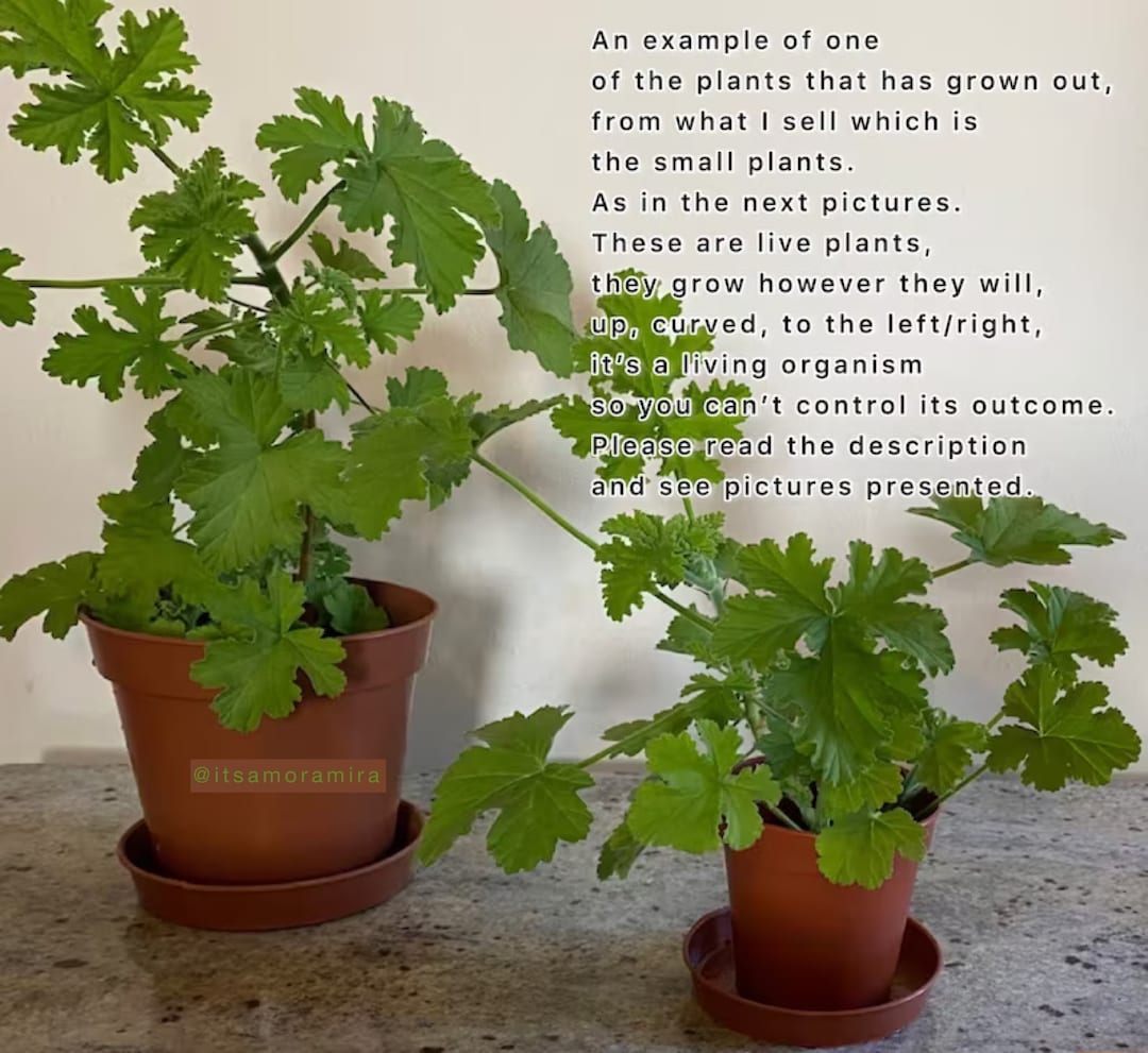 Arabic Libyan Geranium Rose Plant, Pelargonium 'attar of Rose - Etsy