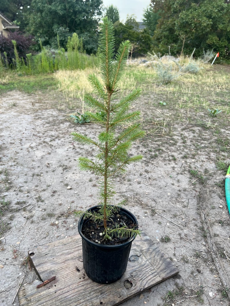 Norway Spruce Tree Seedlings Sapling in 1 Gallon Pots - Etsy