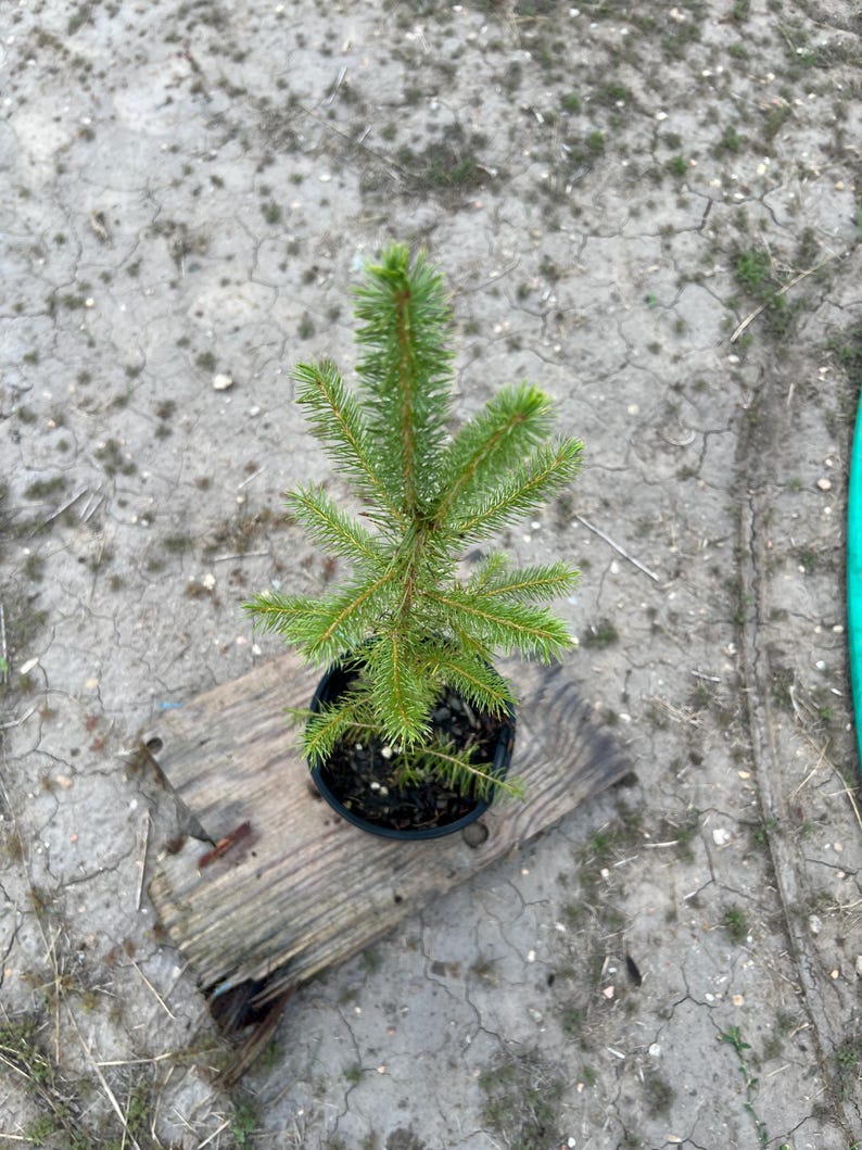 Norway Spruce Tree Seedlings Sapling in 1 Gallon Pots - Etsy