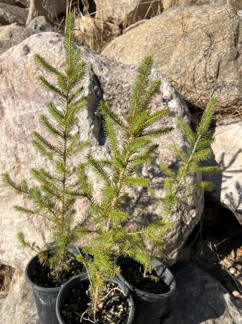 Norway Spruce Tree Seedlings Sapling in 1 Gallon Pots - Etsy
