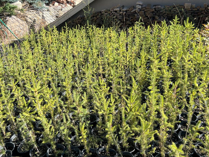 Norway Spruce Tree Seedlings Sapling in 1 Gallon Pots - Etsy