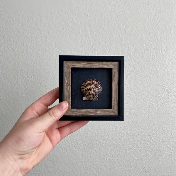 Framed Shell Art - Etsy