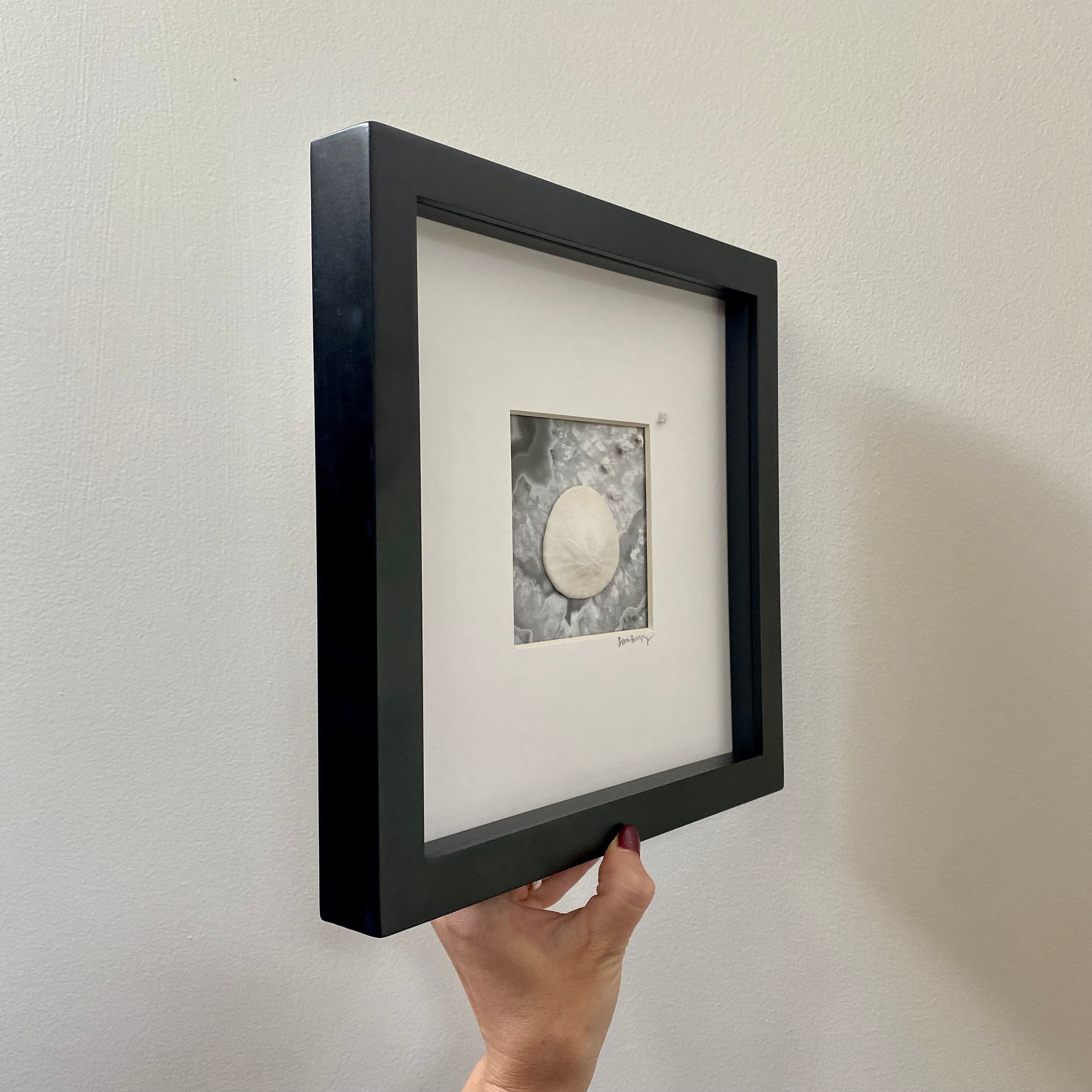 The Legend of a Sand Dollar Genuine Framed Sand Dollar Art - Etsy