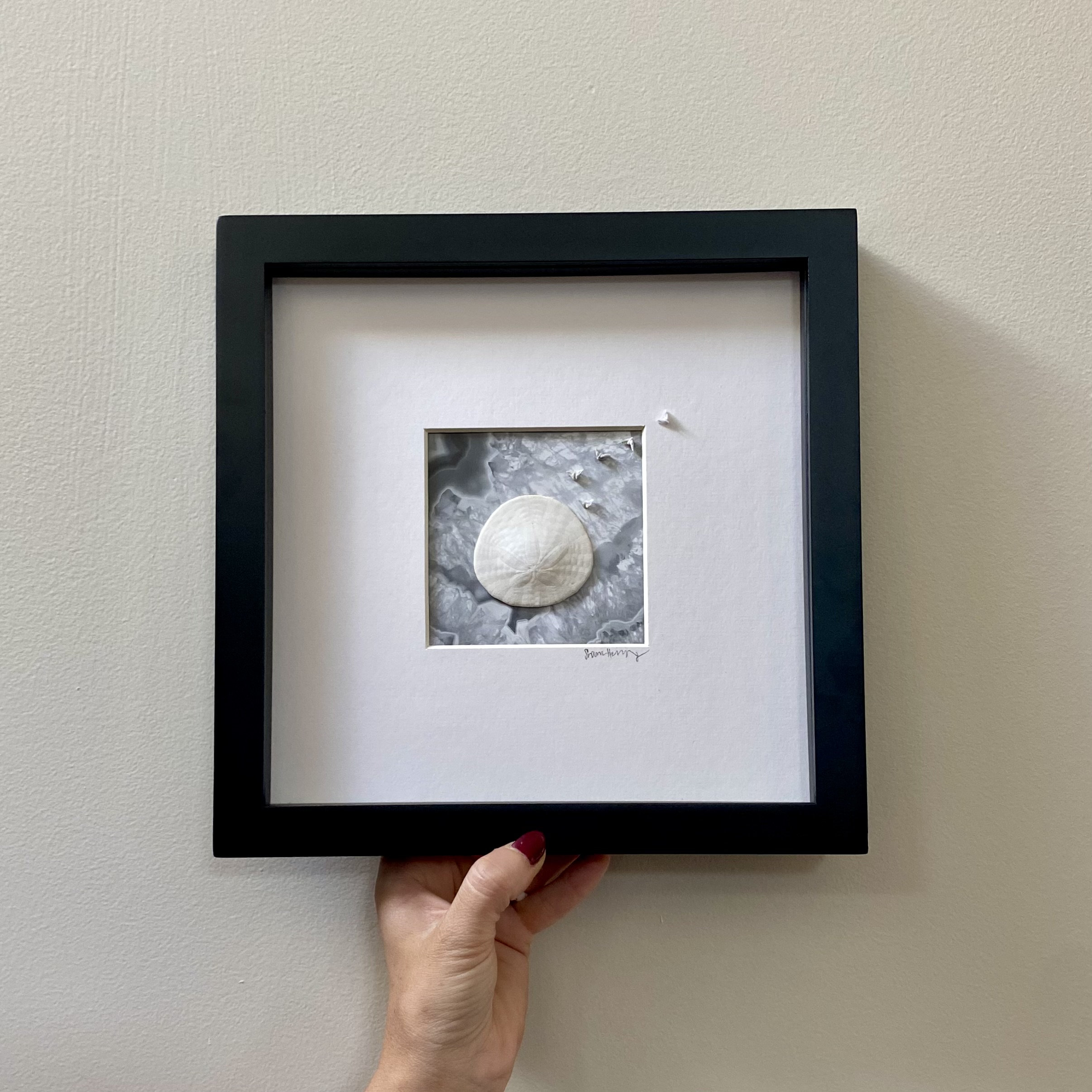 The Legend of a Sand Dollar Genuine Framed Sand Dollar Art - Etsy
