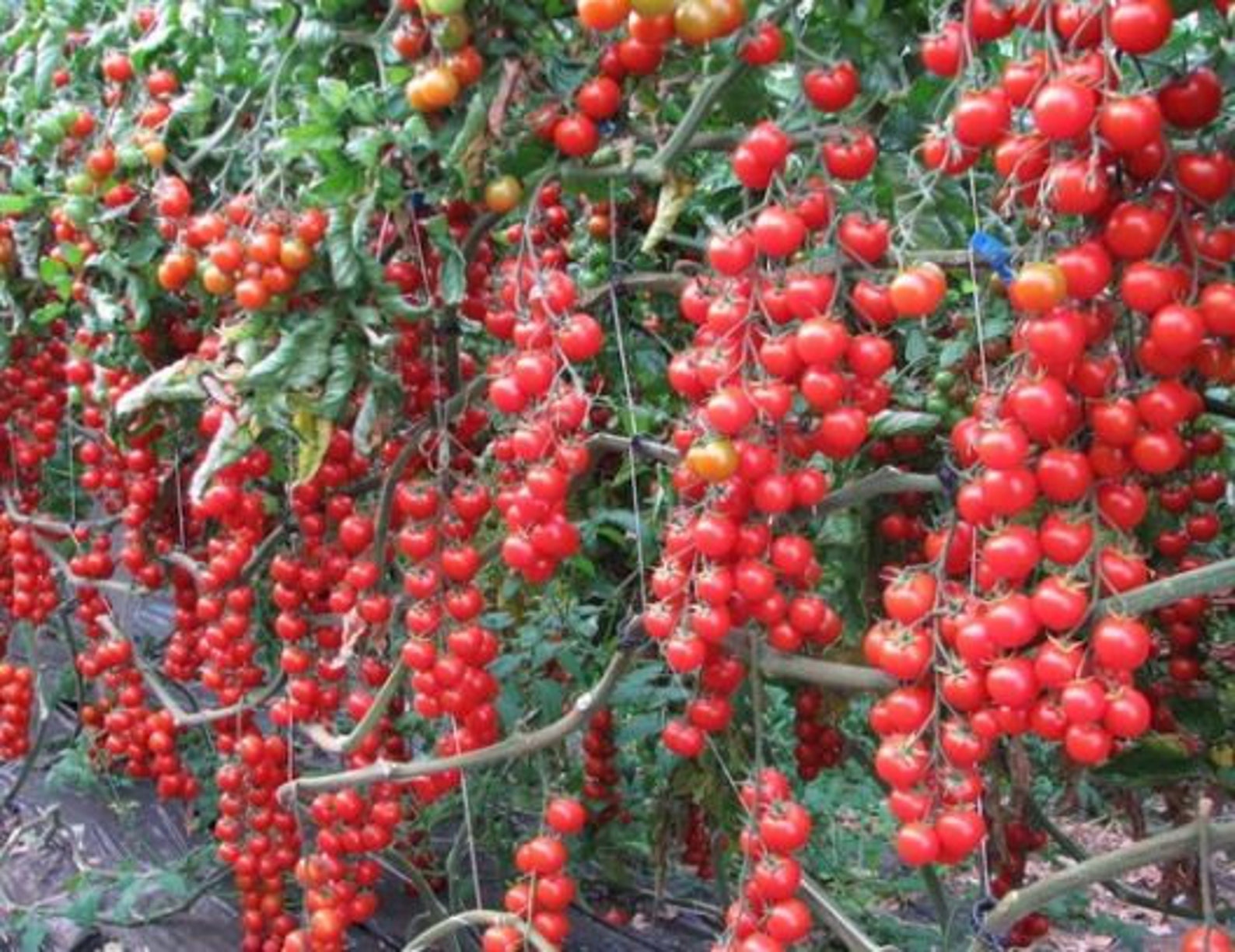 15 Sweetie Tomato Solanum Lycopersicum seeds 15 hạt giống | Etsy