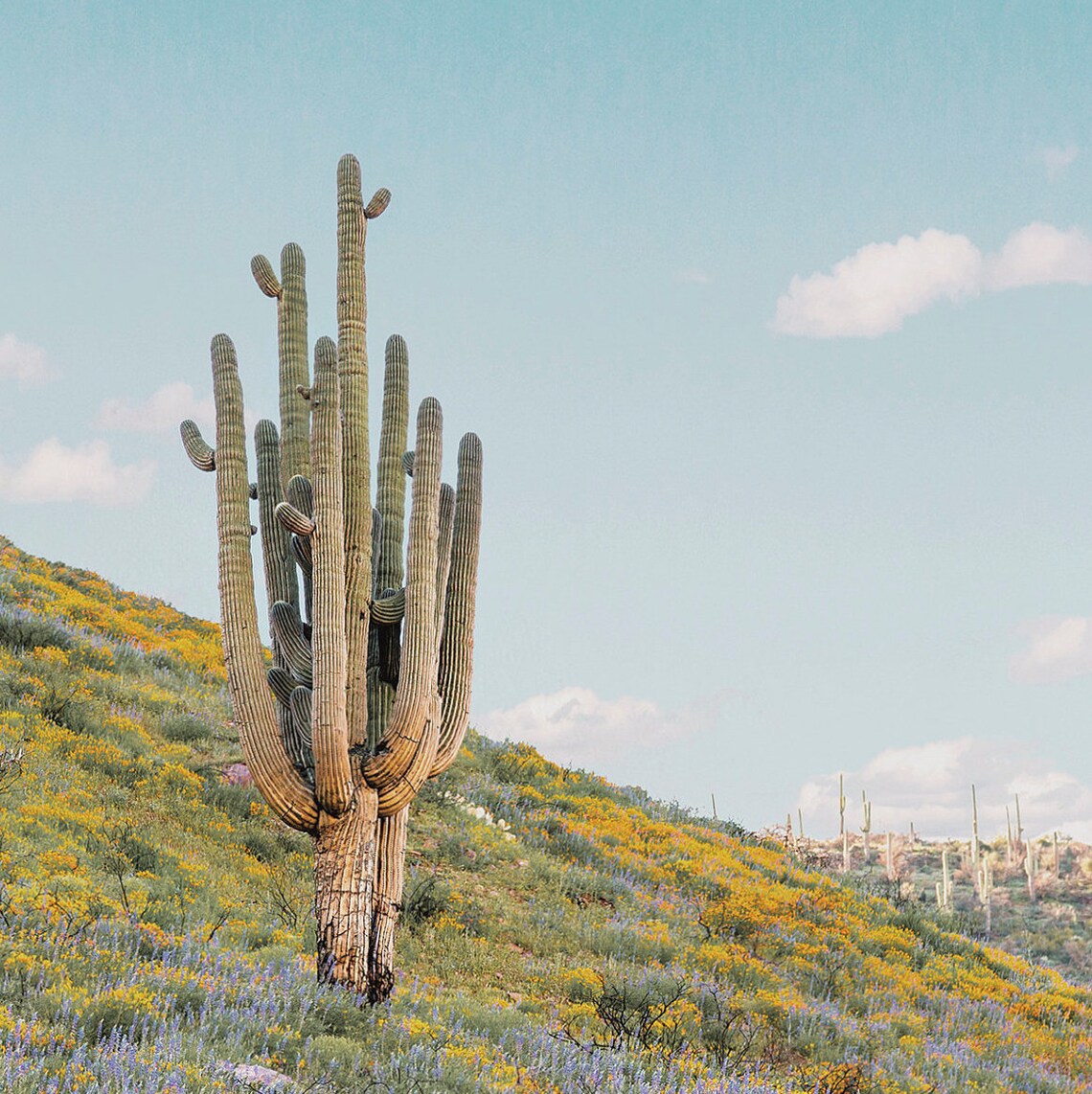 Saguaro Cactus in Spring, Desert Flowers, Arizona Landscape, Saguaro ...