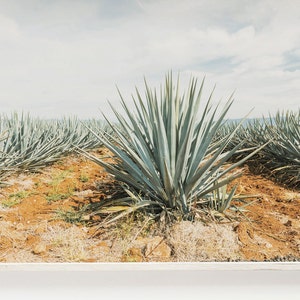 Agave Fields in Mexico, Rows of Agave Plants for Tequila, Tequila Wall ...