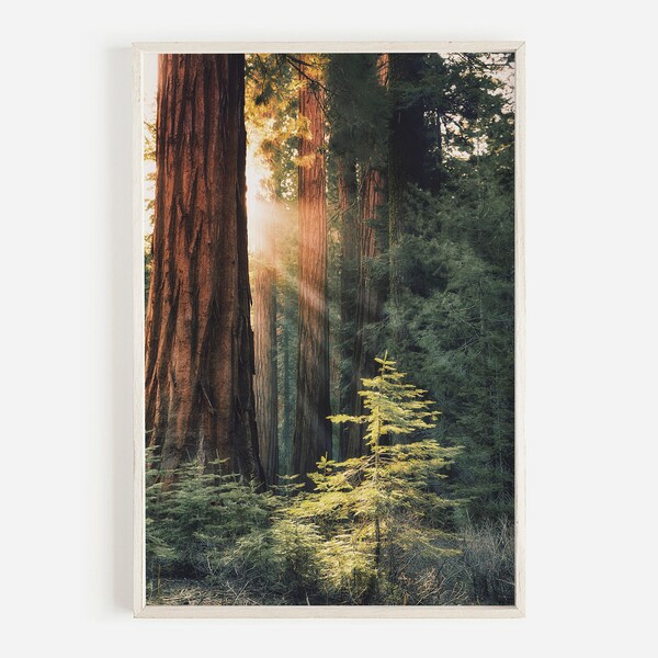 Redwood - Etsy