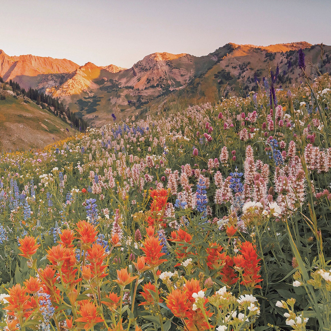 Cascade Springs Utah, Utah Landscape, Provo Utah Scenery, Cascade ...
