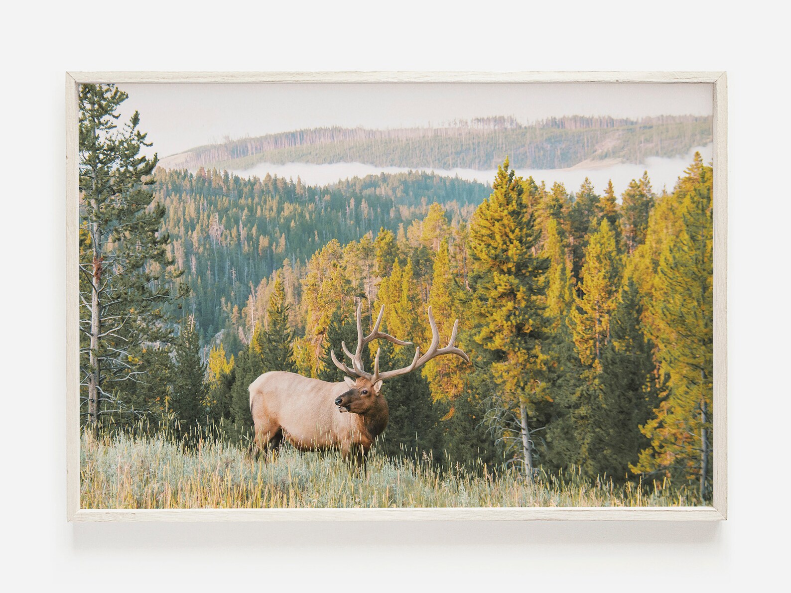 Montana Elk Print Rustic Home Decor Wildlife Wall Art Elk | Etsy
