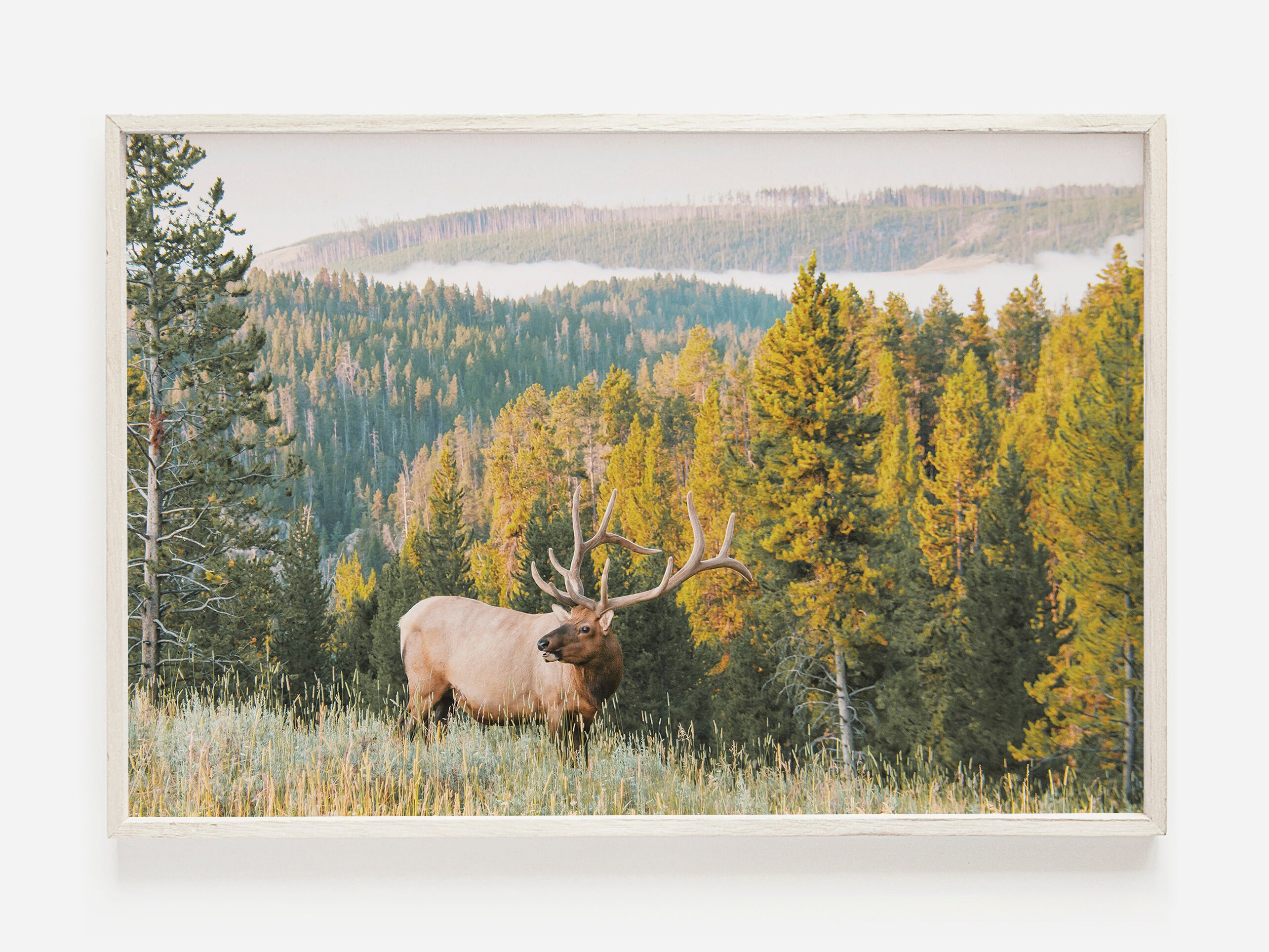 Montana Elk Print Rustic Home Decor Wildlife Wall Art Elk | Etsy