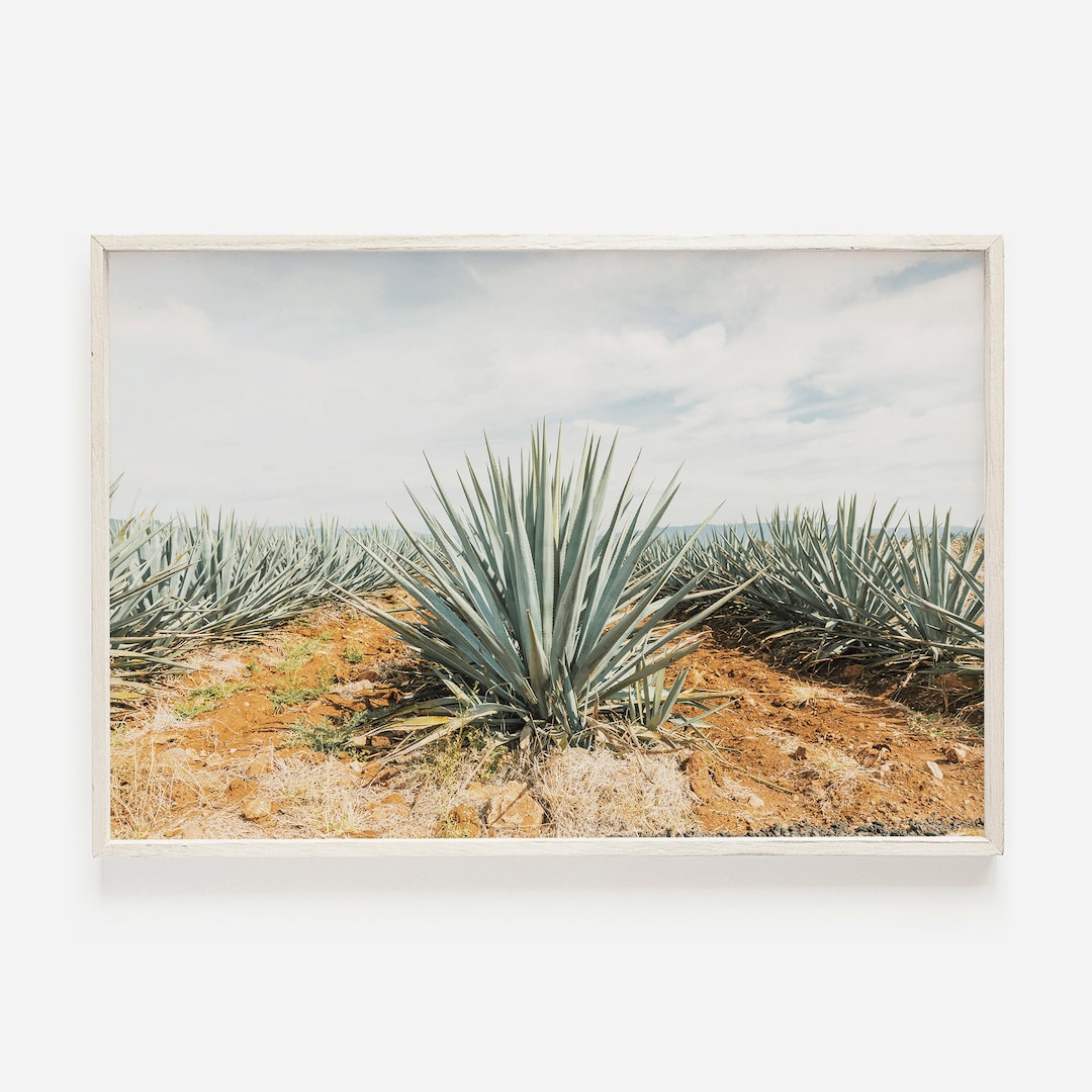 Agave Fields in Mexico, Rows of Agave Plants for Tequila, Tequila Wall ...
