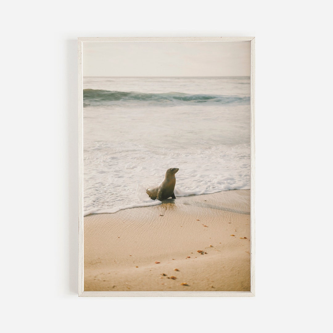 Seal on California Beach, Sea Lion Wall Art, Coastal Wildlife, Ocean ...