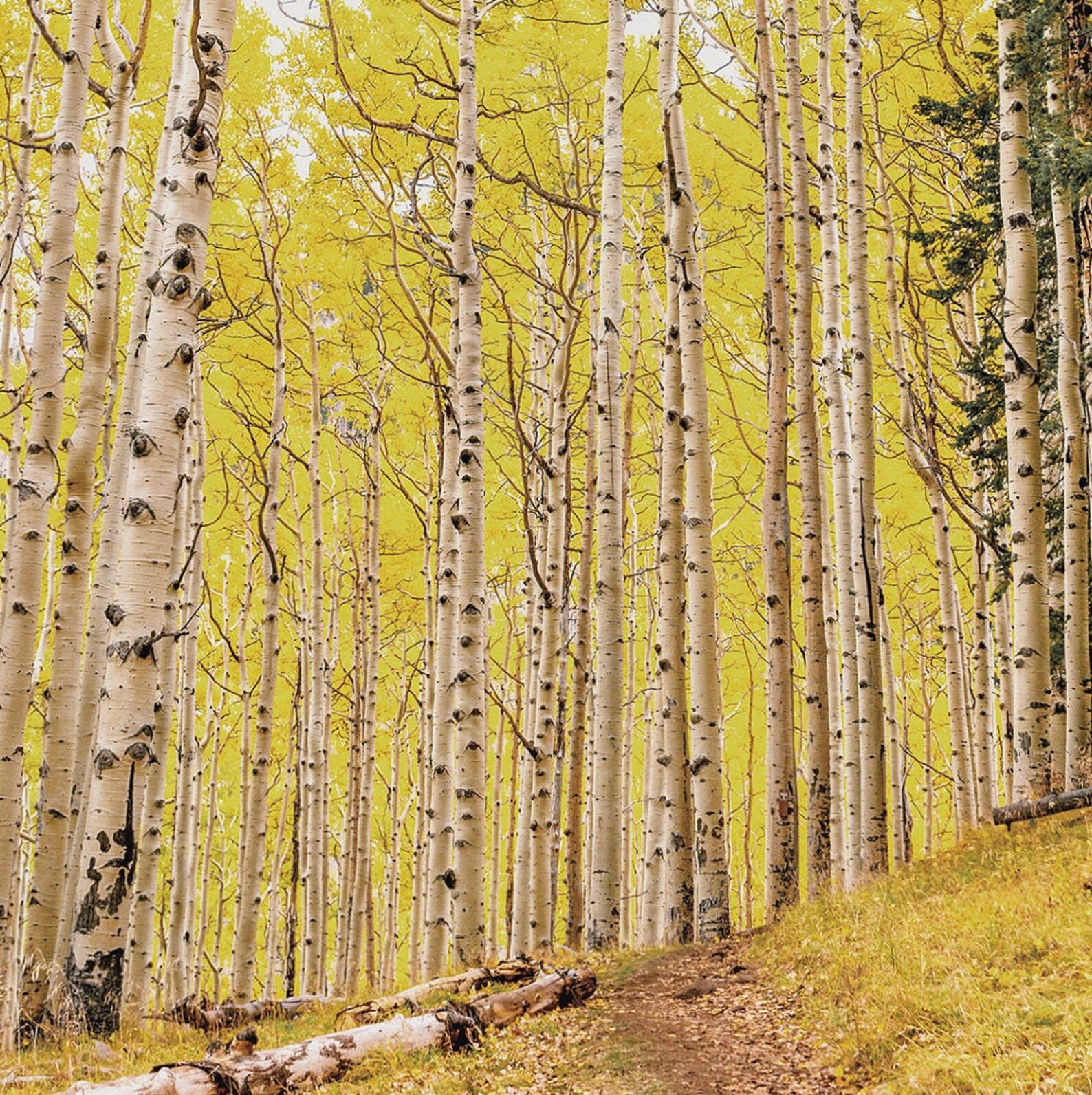 Aspen Trees in Fall Arizona Aspen Grove Aspen Tree Wall Art | Etsy