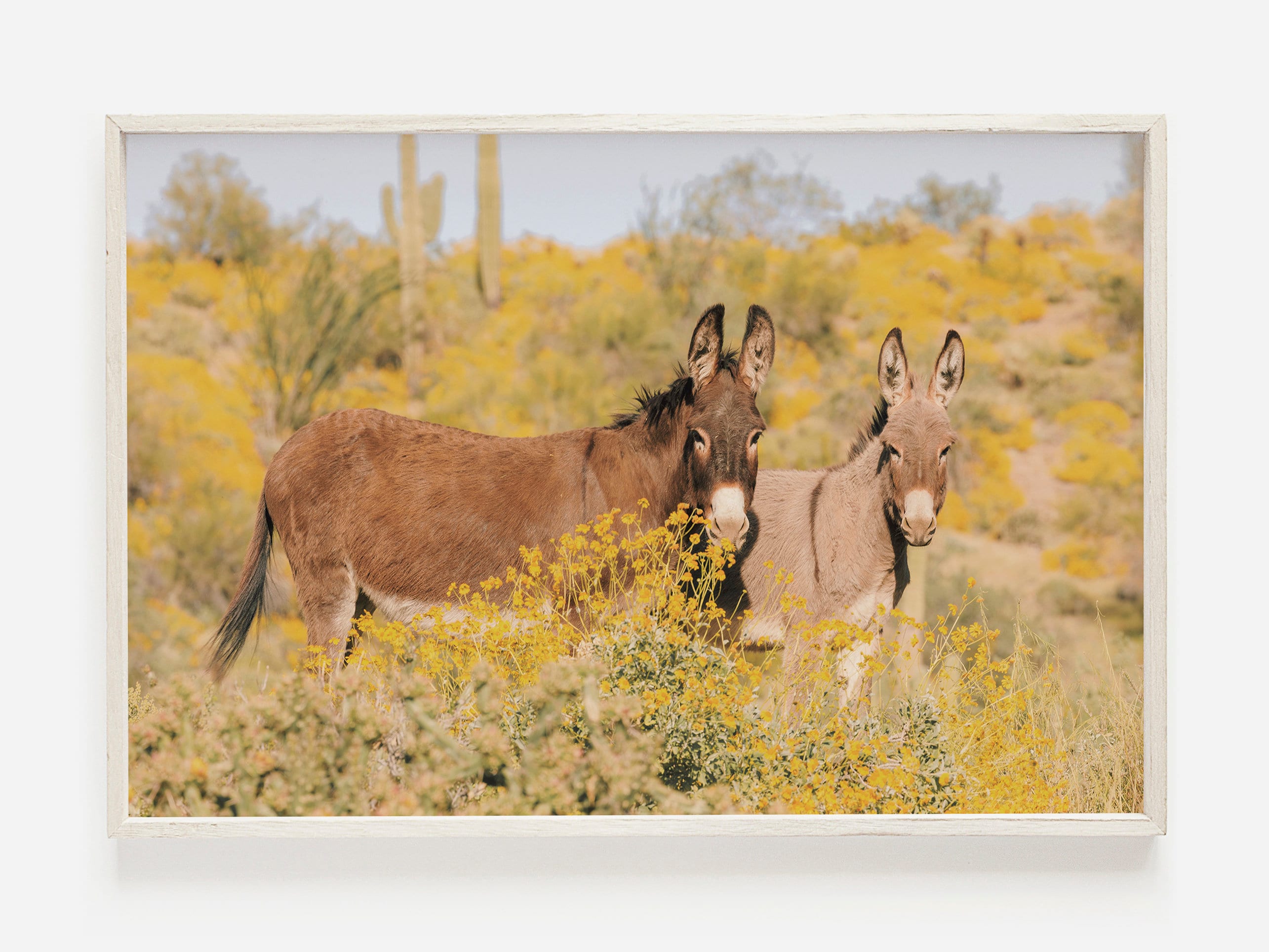 Wild Burros in Desert Desert Landscape Nature Photography - Etsy
