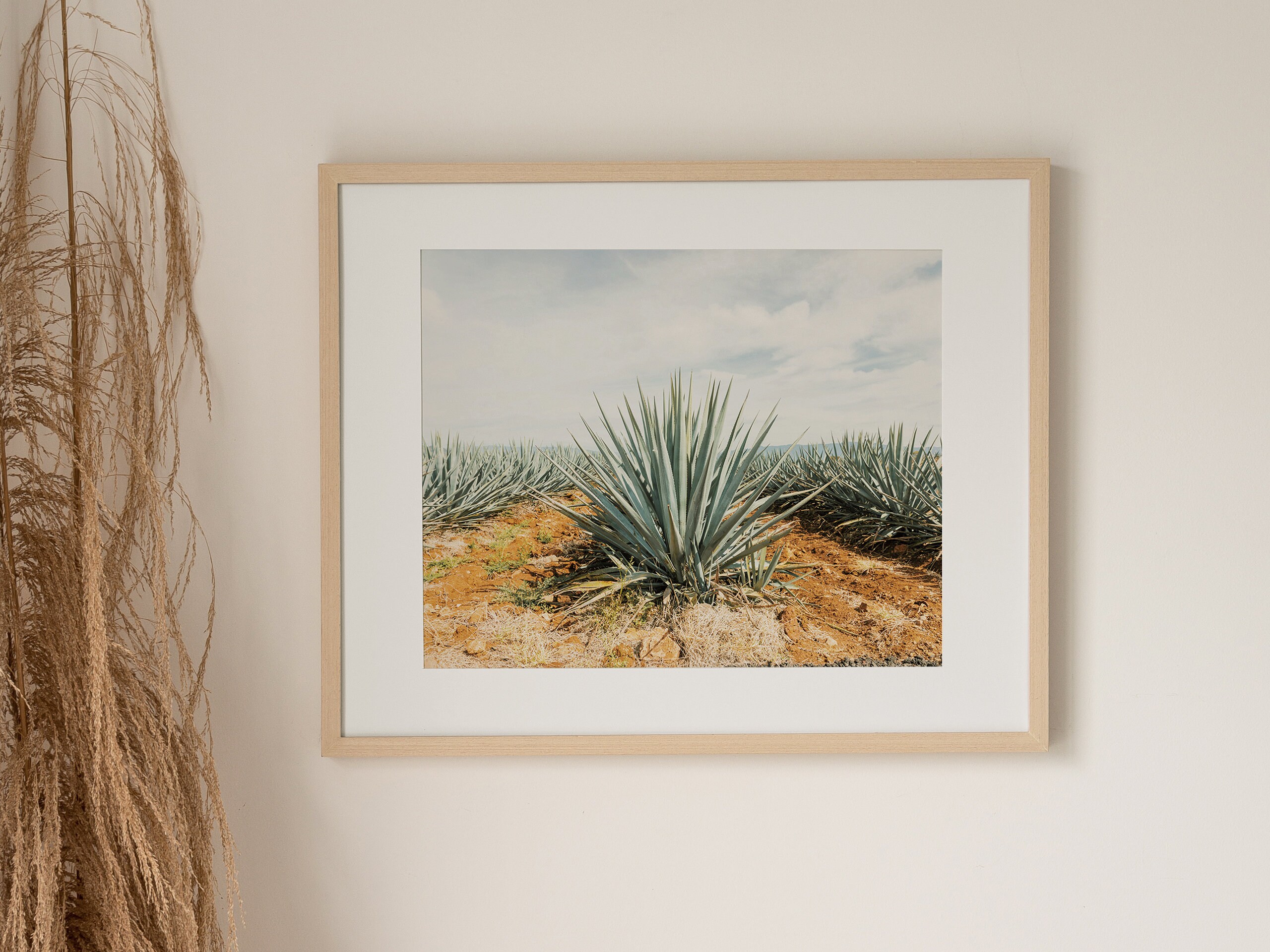 Agave Fields in Mexico Rows of Agave Plants for Tequila - Etsy