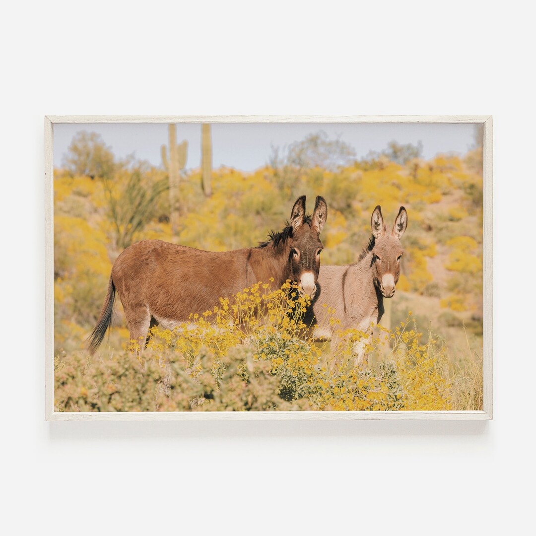 Wild Burros in Desert, Desert Landscape, Nature Photography, Desert ...