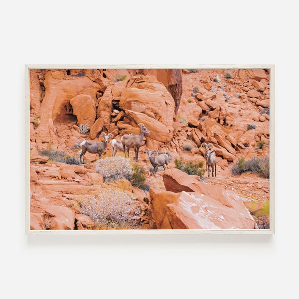 Desert Animal Print - Etsy