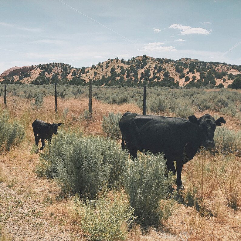 Cow Printable Art Black Angus Wall Art Digital Download | Etsy