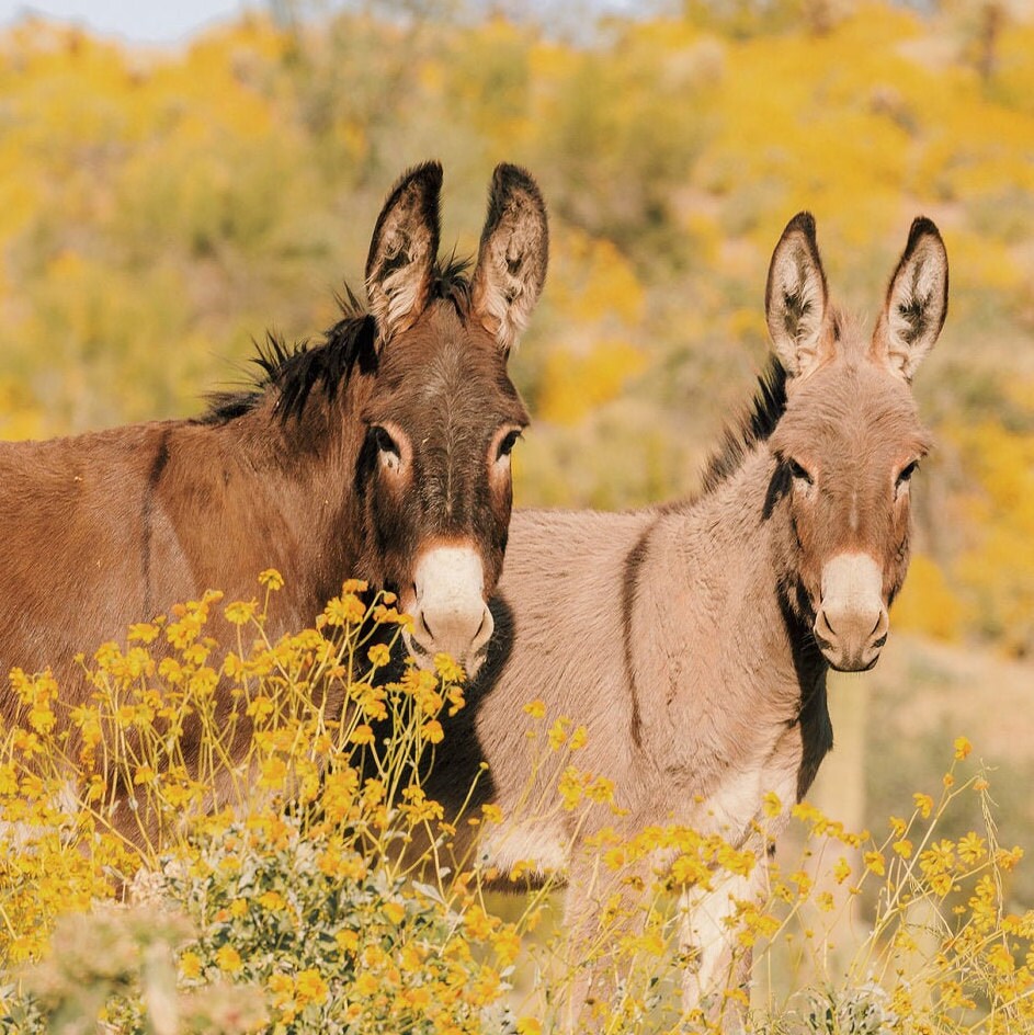 Wild Burros in Desert Desert Landscape Nature Photography - Etsy