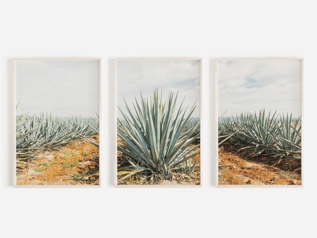 Agave Field Set of 3, Agave Farm Print Set, Northern Mexico Farm Photo ...
