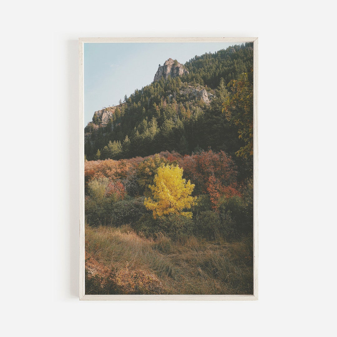 Autumn in Utah, Landscape Photography, Western Nature Print, Forest ...