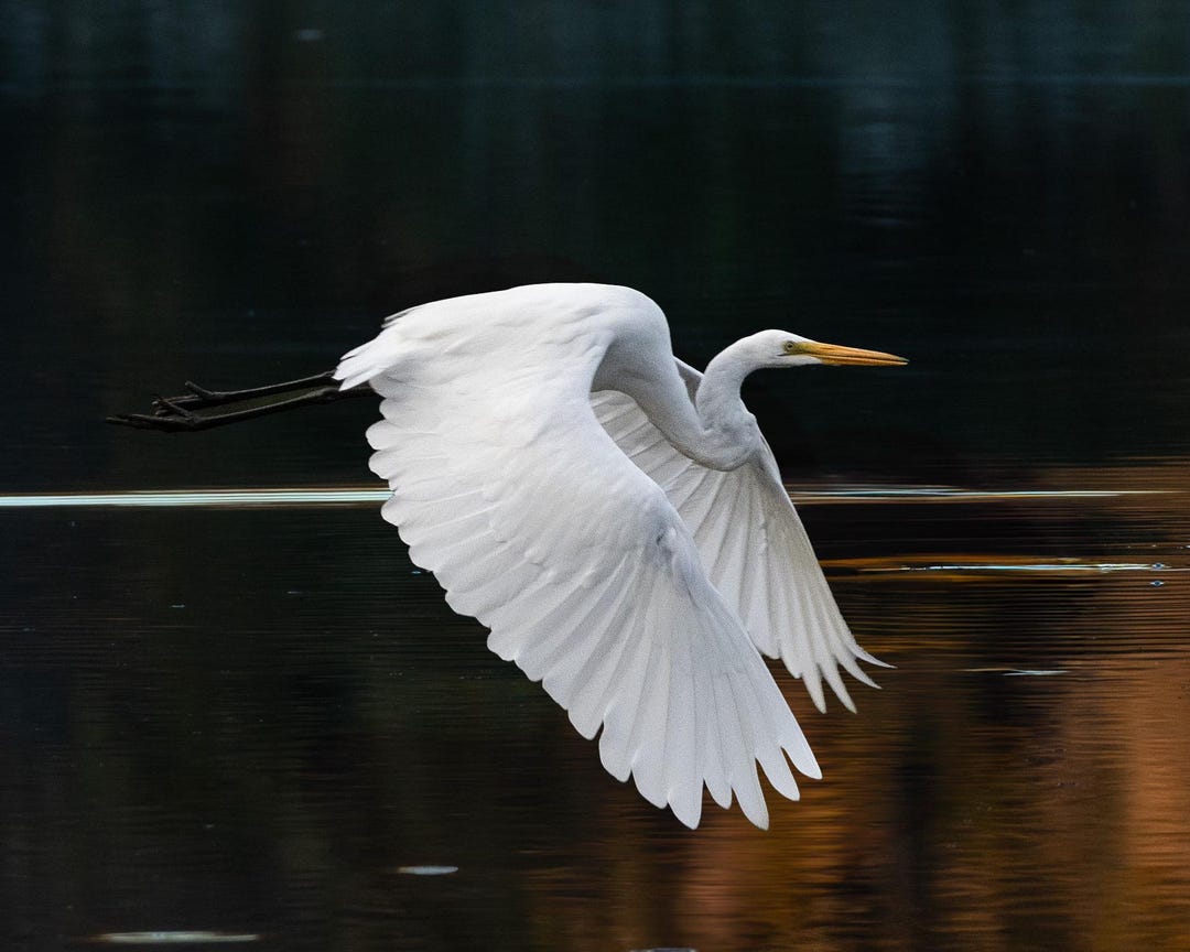 Great White Egret in Flight Photo Print : Wildlife and Bird Photography ...