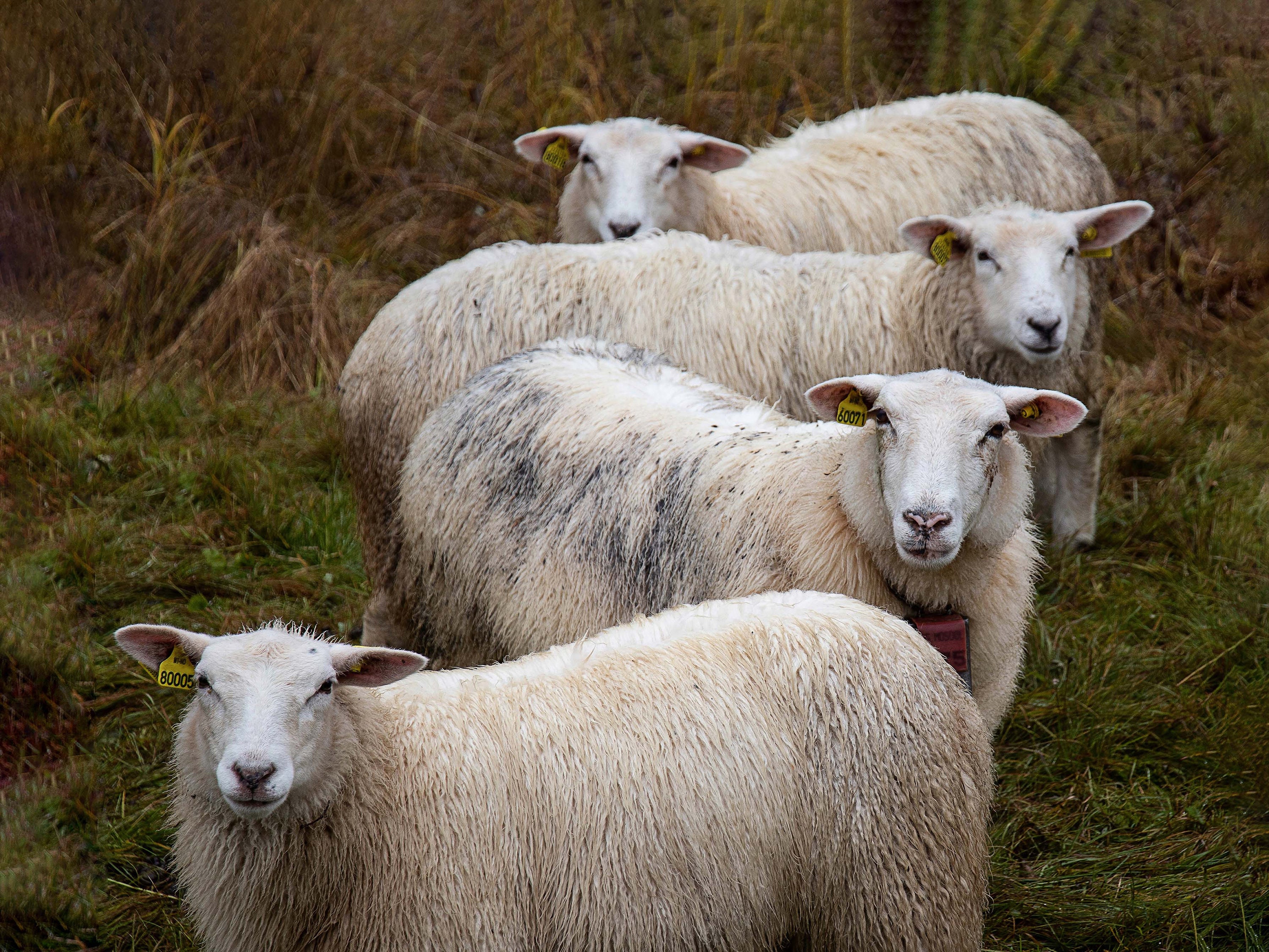 Four Sheep