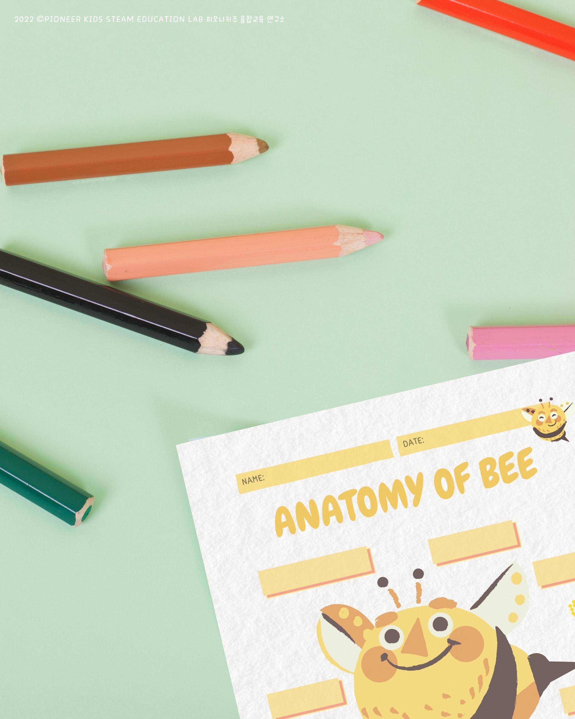 Set of 2 Parts of a Bee Digital Download Anatomy Poster and - Etsy Canada