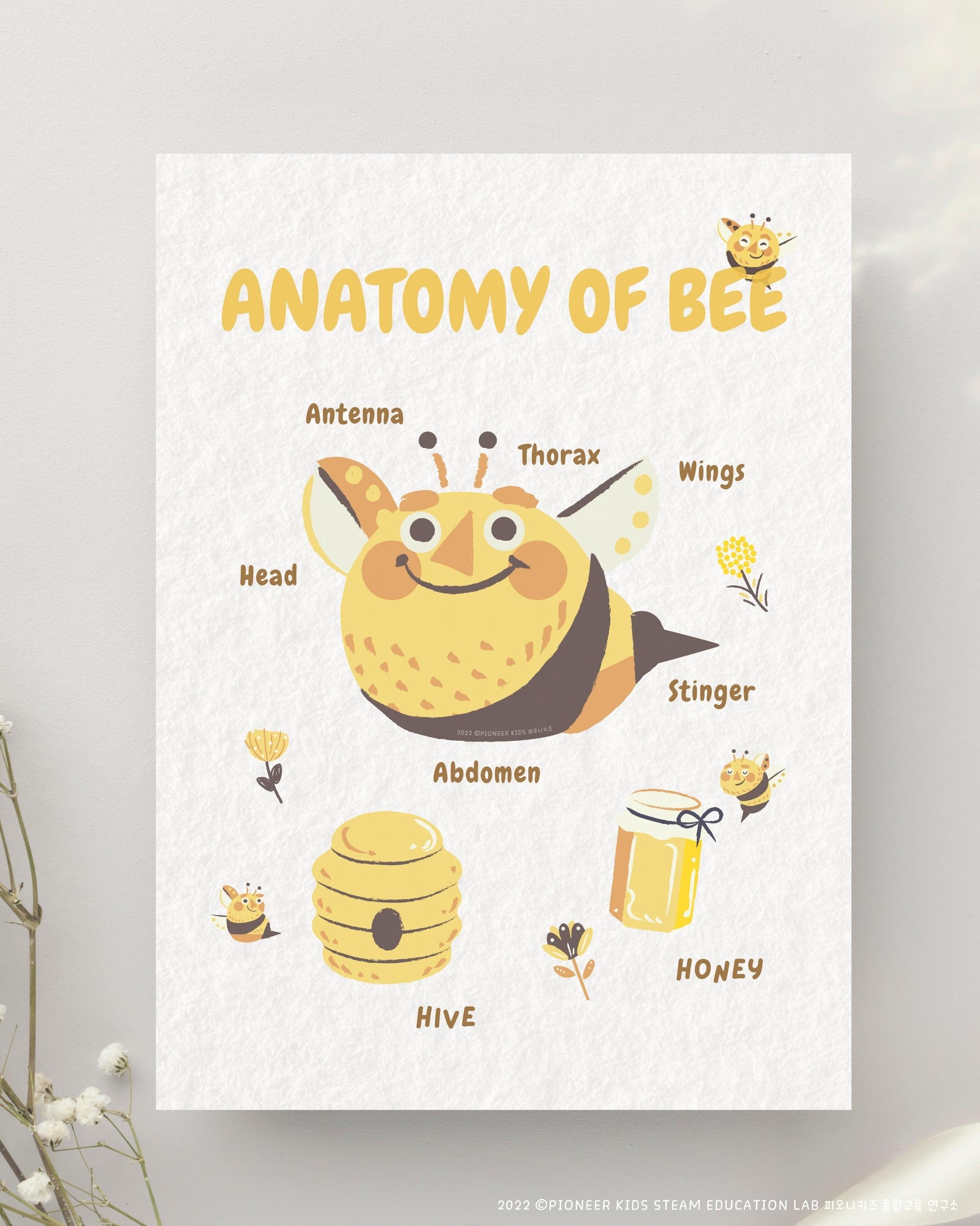Set of 2 Parts of a Bee Digital Download Anatomy Poster and - Etsy Canada