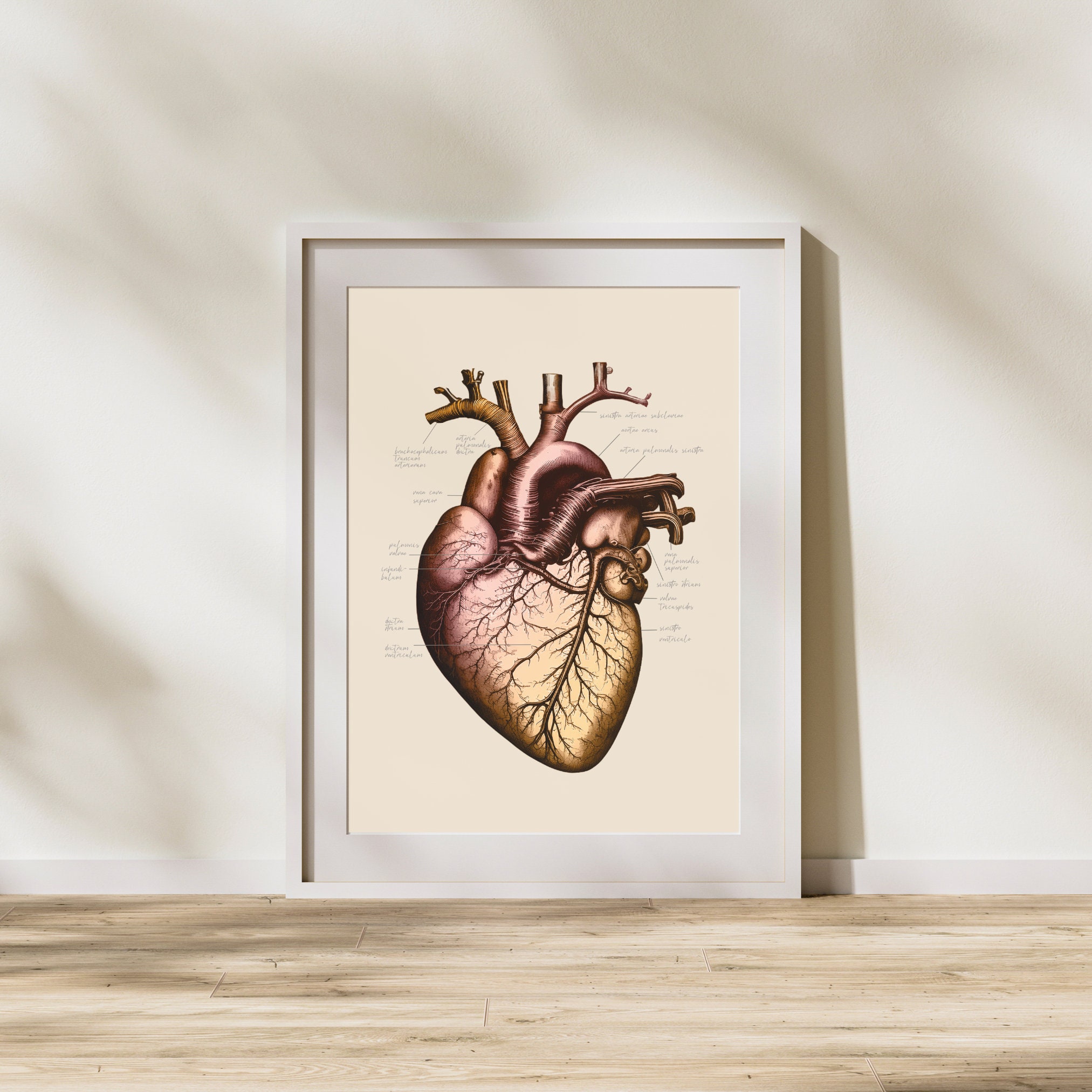 Vintage Anatomy Heart Poster Medical Illustration Organ Drawing Words ...
