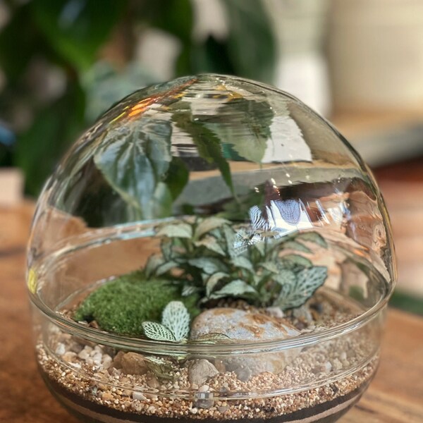 Terrarium Kit - Etsy