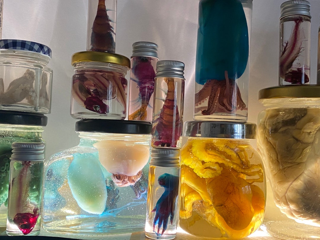 Wet Specimen Bargain Section Surprise Mixed Wet Specimens Slight ...