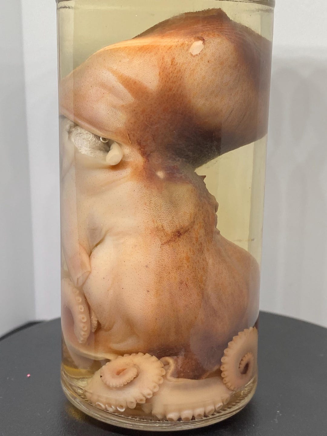 Medium Naturally Preserved Octopus Wet Specimen in Glass Jar - Etsy