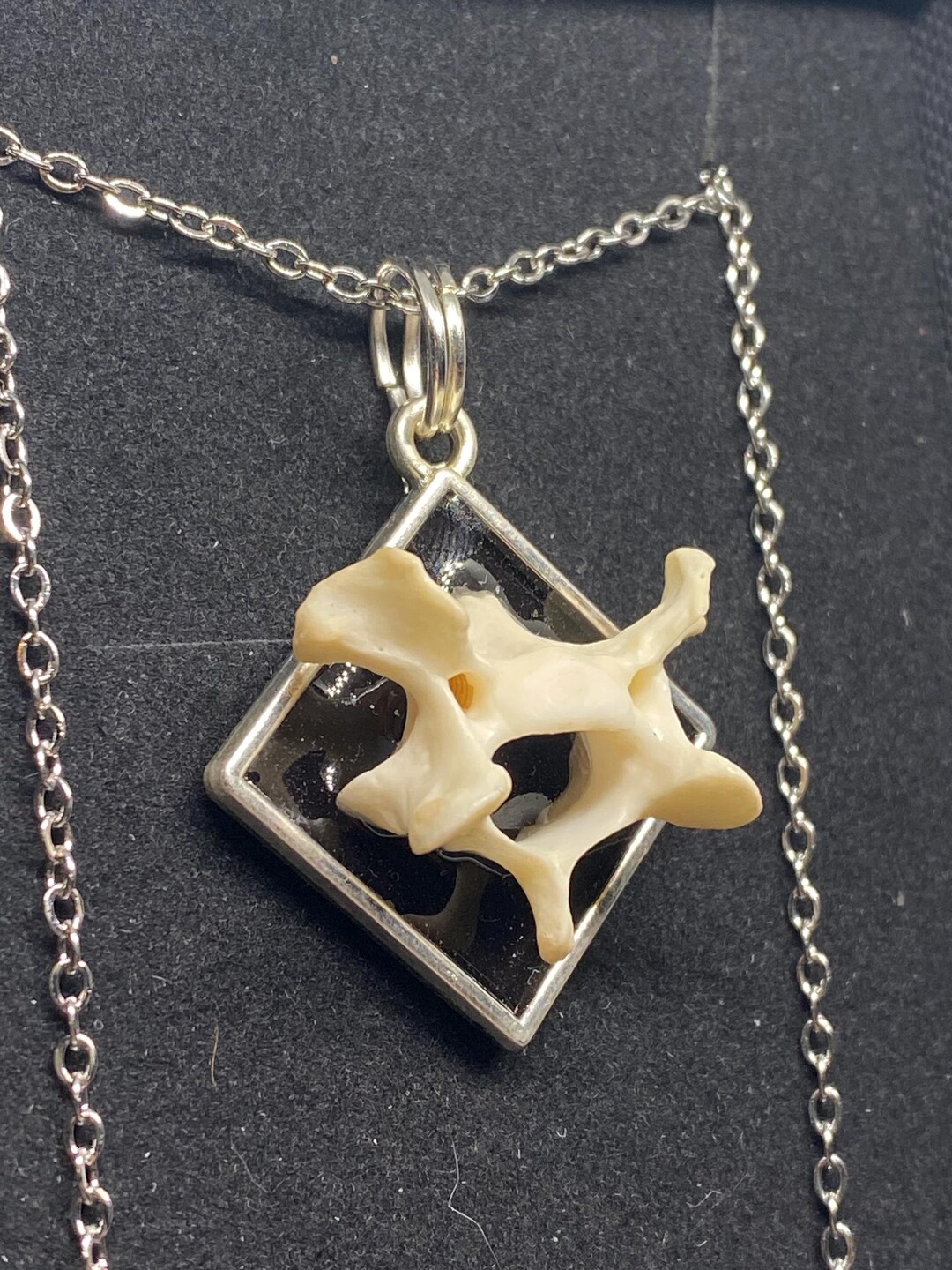 Juvenile Fox Vertebrae Set in Resin & Hung on Silver Colour Necklace ...