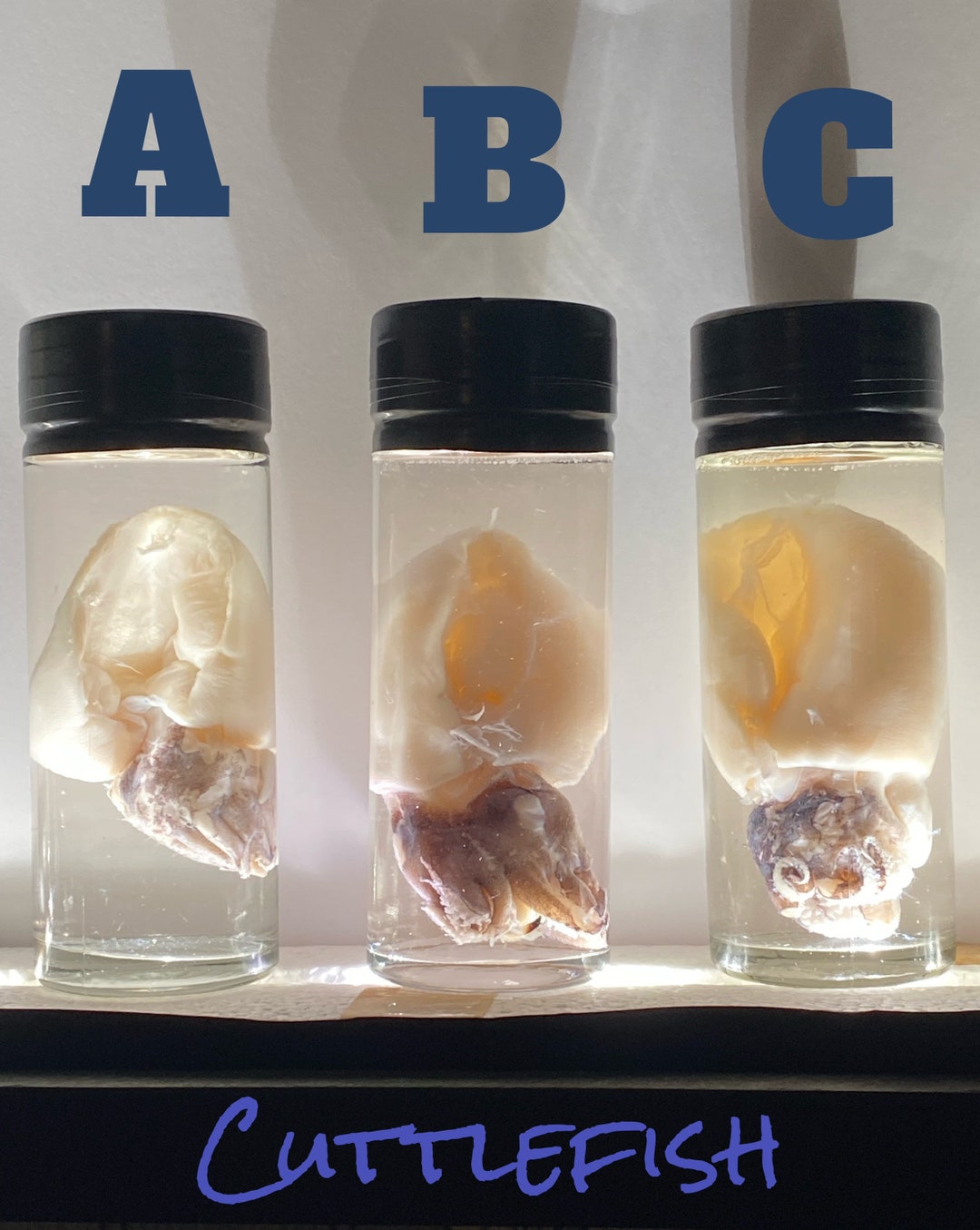 Reduced Cuttles Naturally Preserved Cuttlefish - Etsy