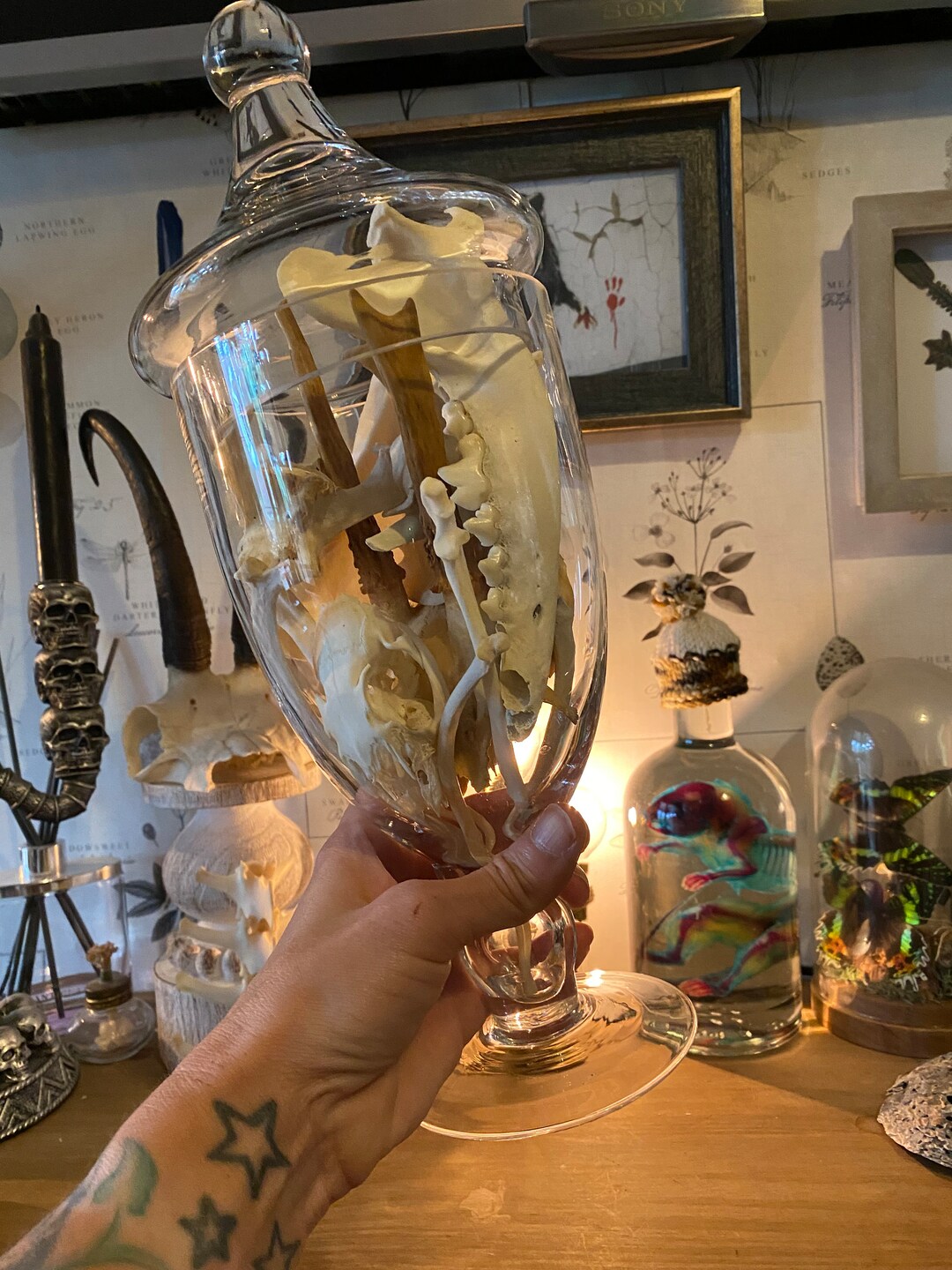 Huge Glass Bon Bon Style Enclosure Full of Various Bones & 2 Skulls - Etsy