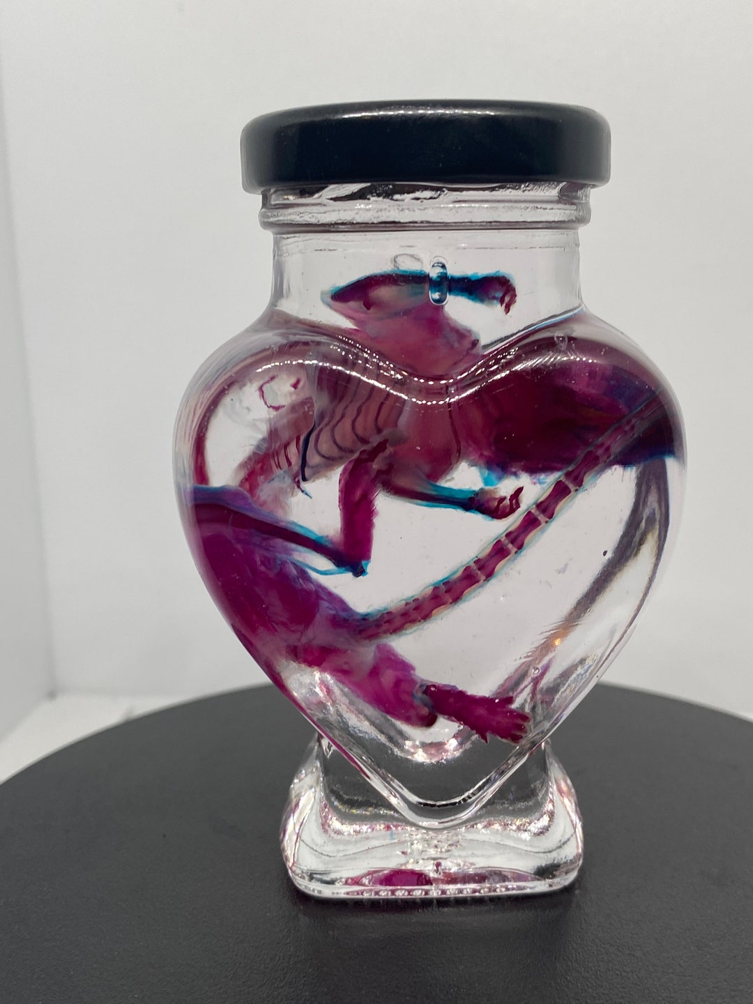 Diaphonized Large Multimammate Wet Specimen in Glass Heart Jar - Etsy UK