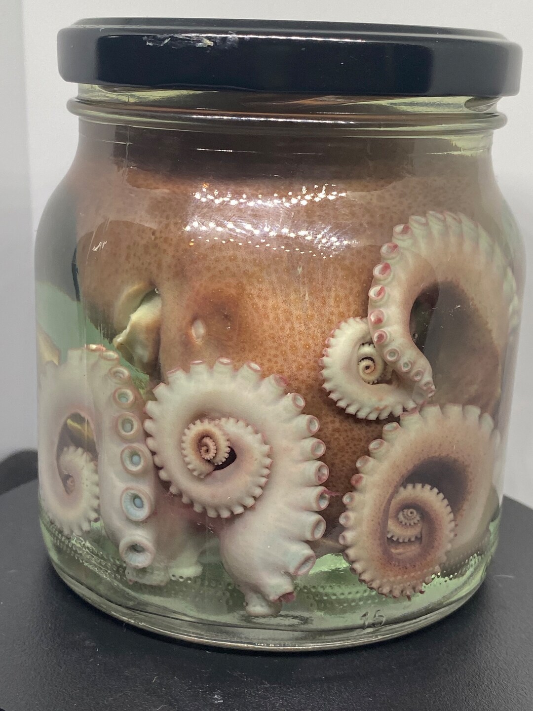 Large Octopus Wet Specimen, Pastel Stained & Preserved Octopus in ...