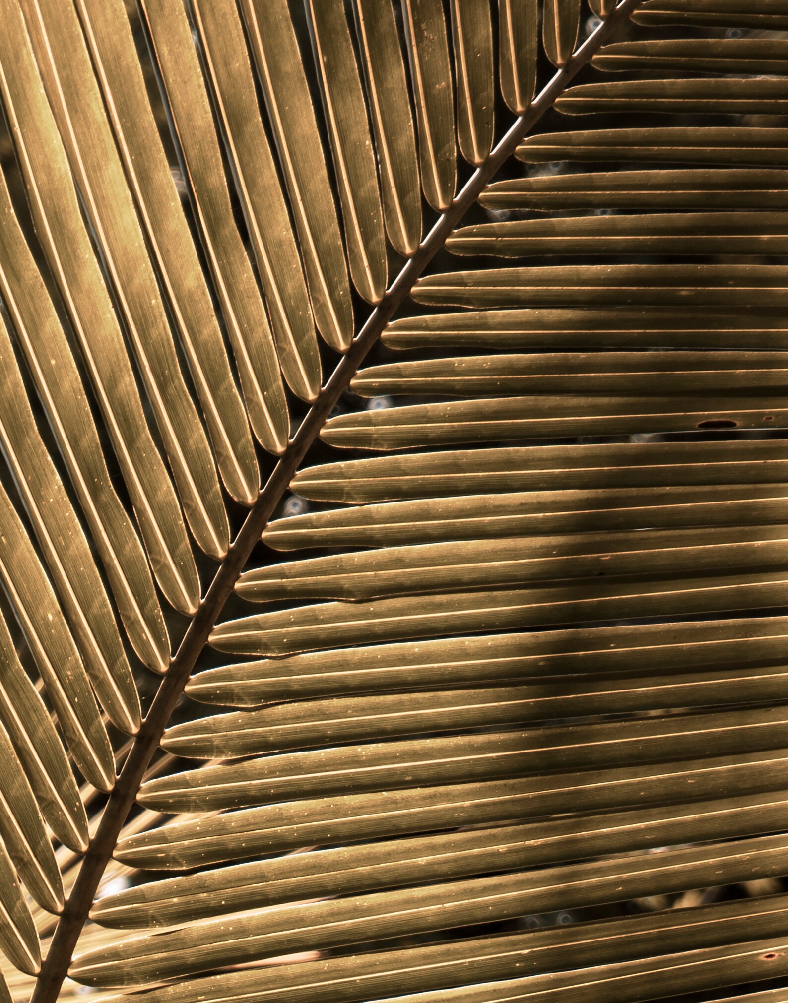 Tropical Downloadable Print Sepia Photography Wall Art Tropical Nature ...