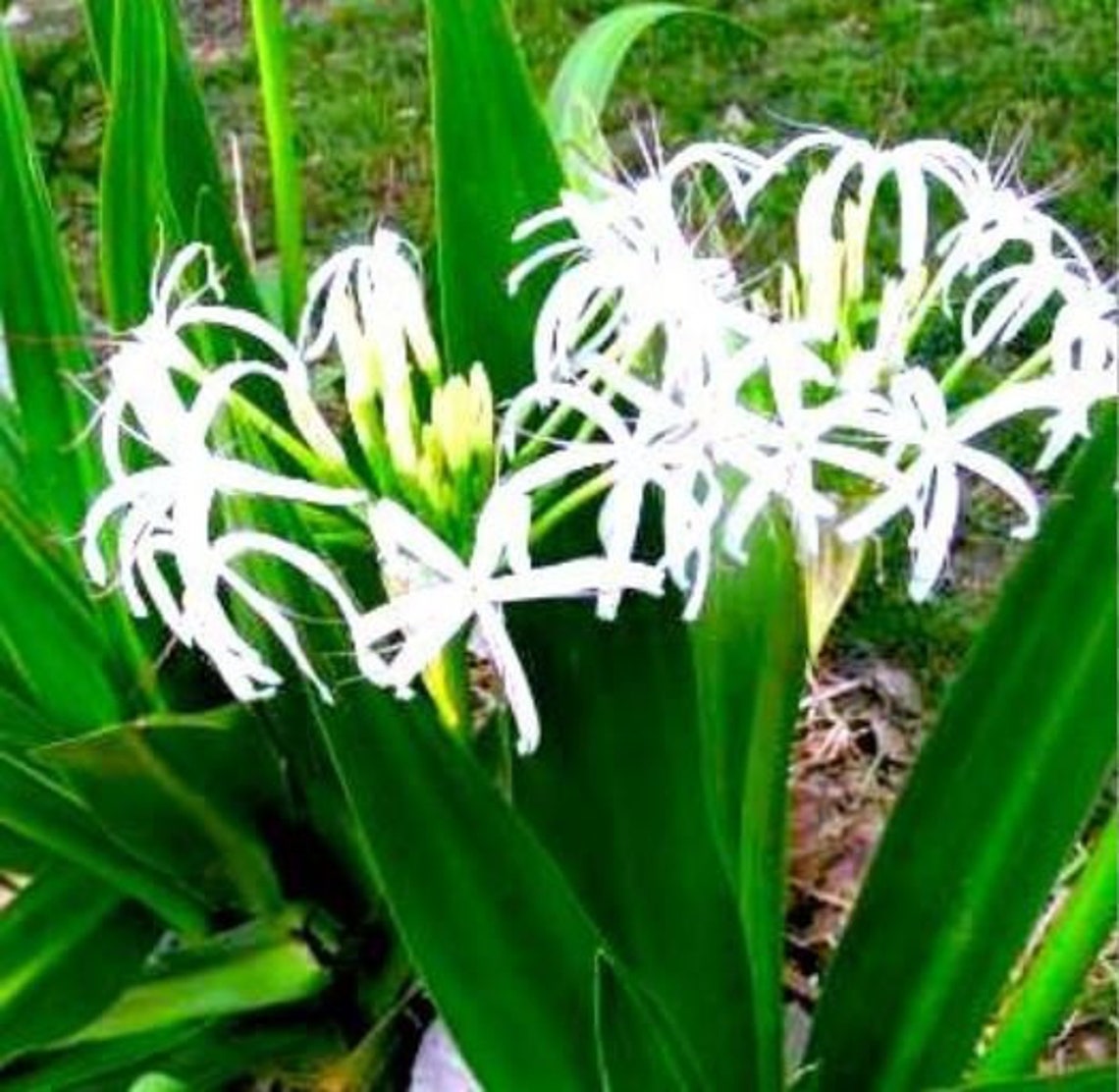 Crinum pedunculatum swamp lily crinum lily. Native | Etsy