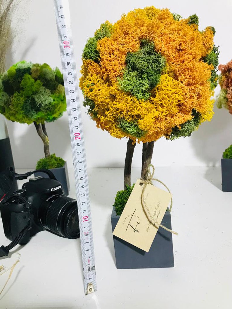 Tiny Moss Tree Moss Art Decoration Preserved Colored Moss - Etsy