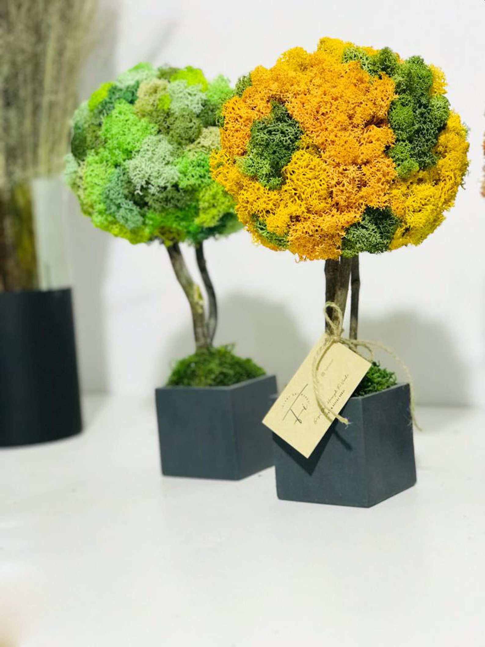 Tiny Moss Tree Moss Art Decoration Preserved Colored Moss - Etsy